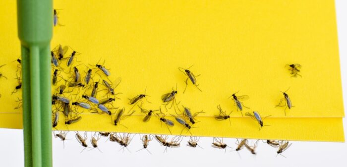 Fruit Flies Started Disappearing After One Unexpected Kitchen Swap