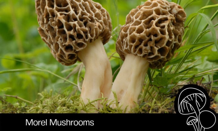 Morel Mushrooms: Earthy and Woodsy
