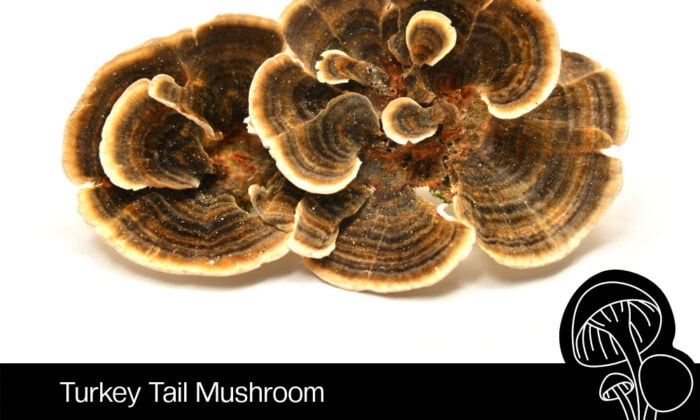 Turkey Tail Mushroom: Impressive Health Benefits